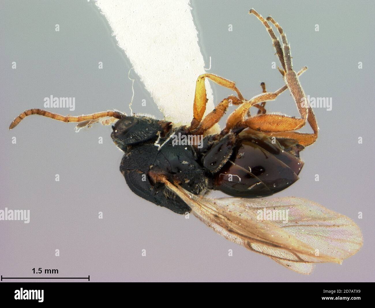 University of California, Berkeley, Alameda, California, United States ...