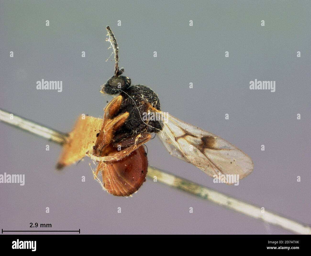 Jacksonville, Duval, Florida, United States, Amphibolips melanocera ...