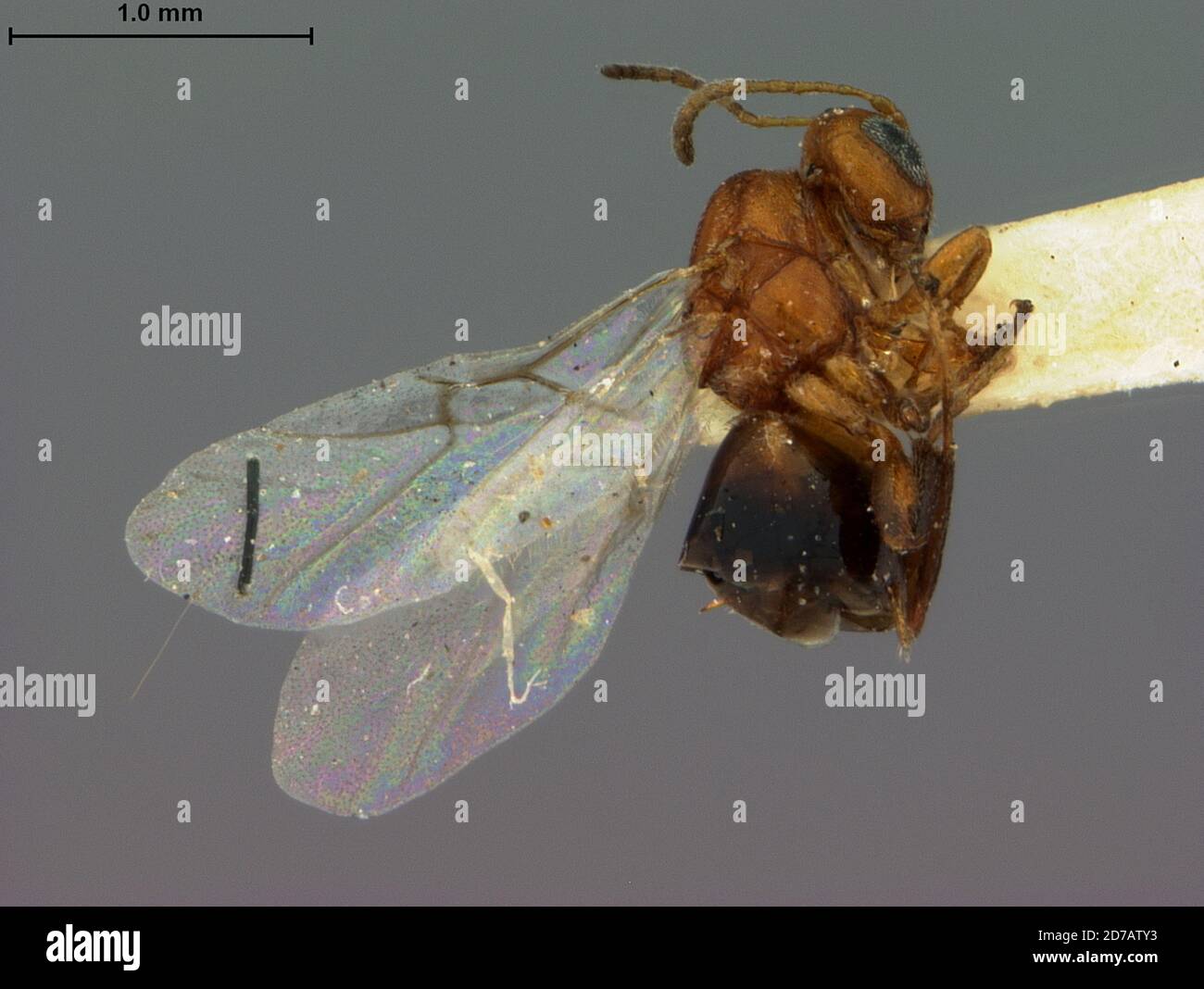 Savannah, Chatham, Georgia, United States, Bassettia pallida Ashmead ...