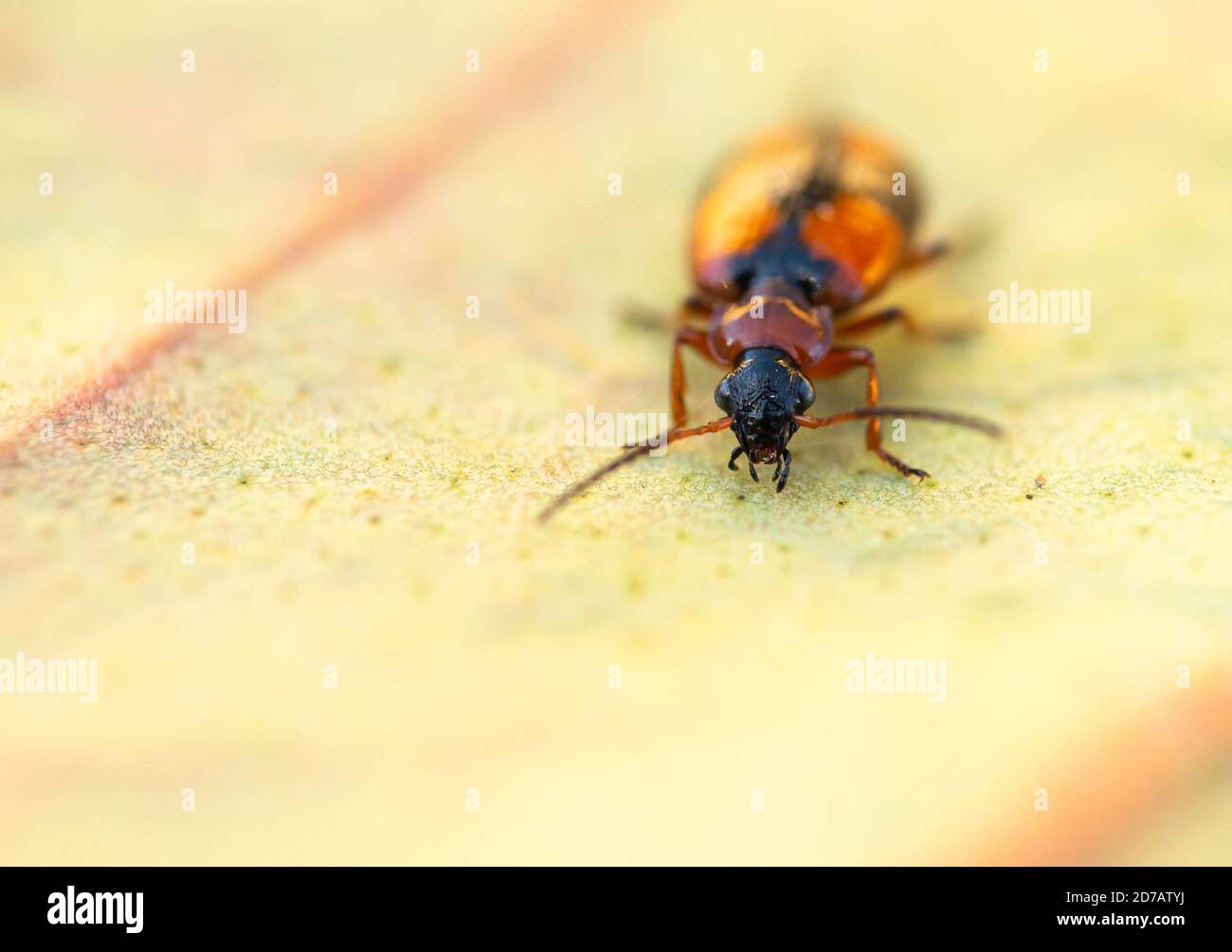 Lebia hi-res stock photography and images - Alamy