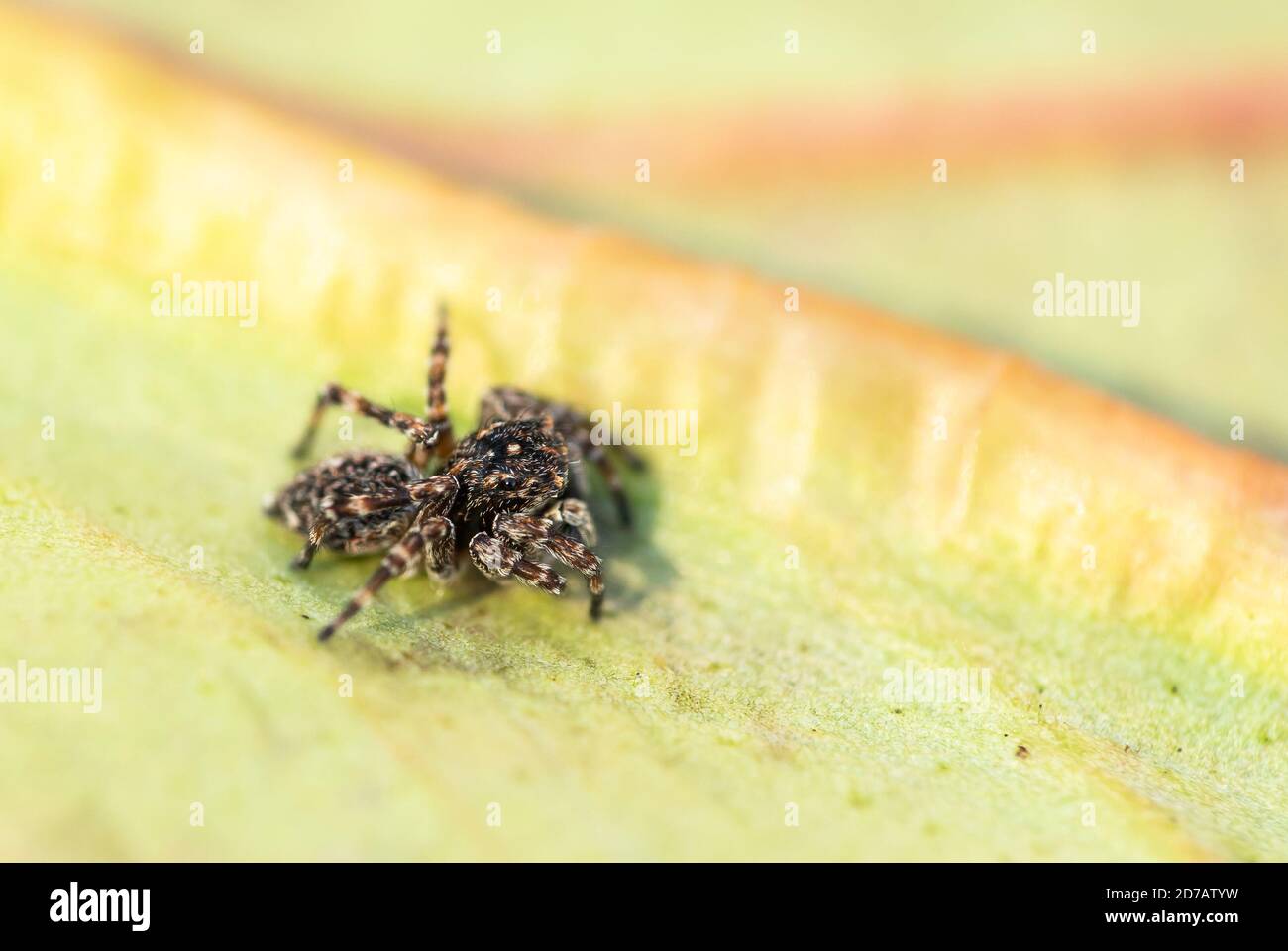 Attulus hi-res stock photography and images - Alamy