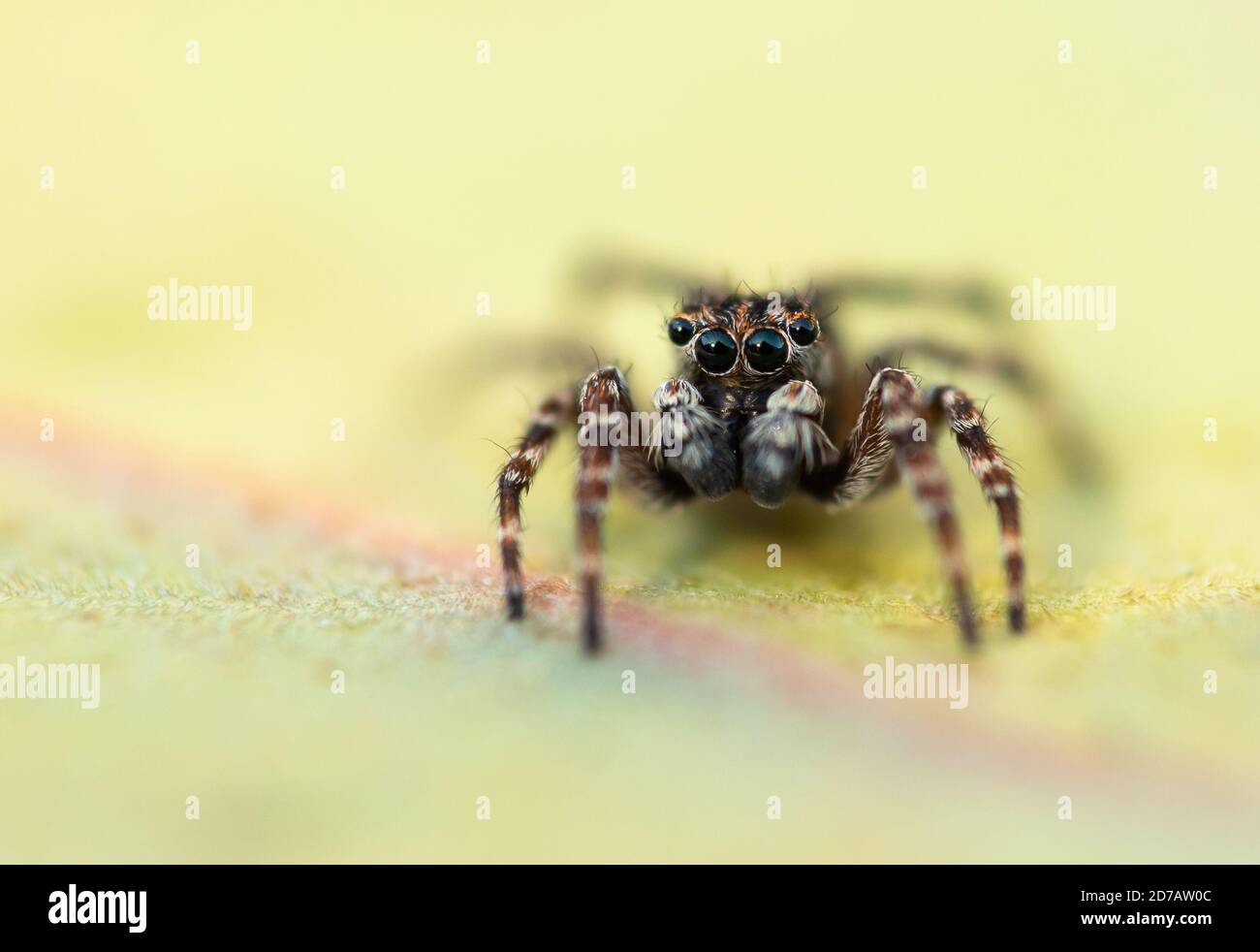 Attulus hi-res stock photography and images - Alamy