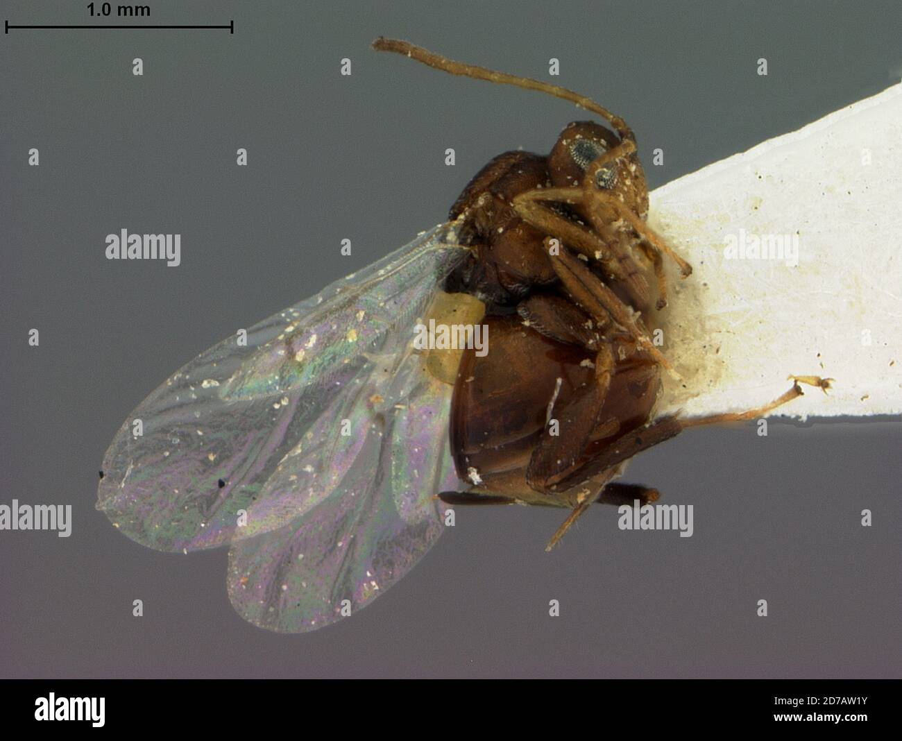 Callirhytis parva weld hi-res stock photography and images - Alamy