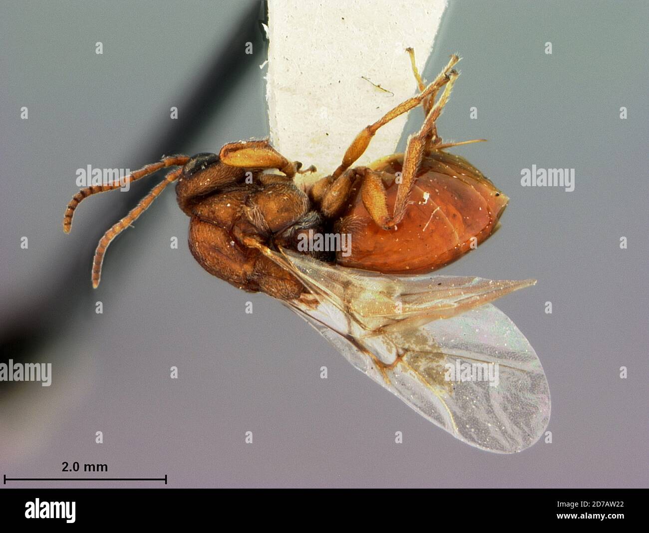 Callirhytis perrugosa weld hi-res stock photography and images - Alamy