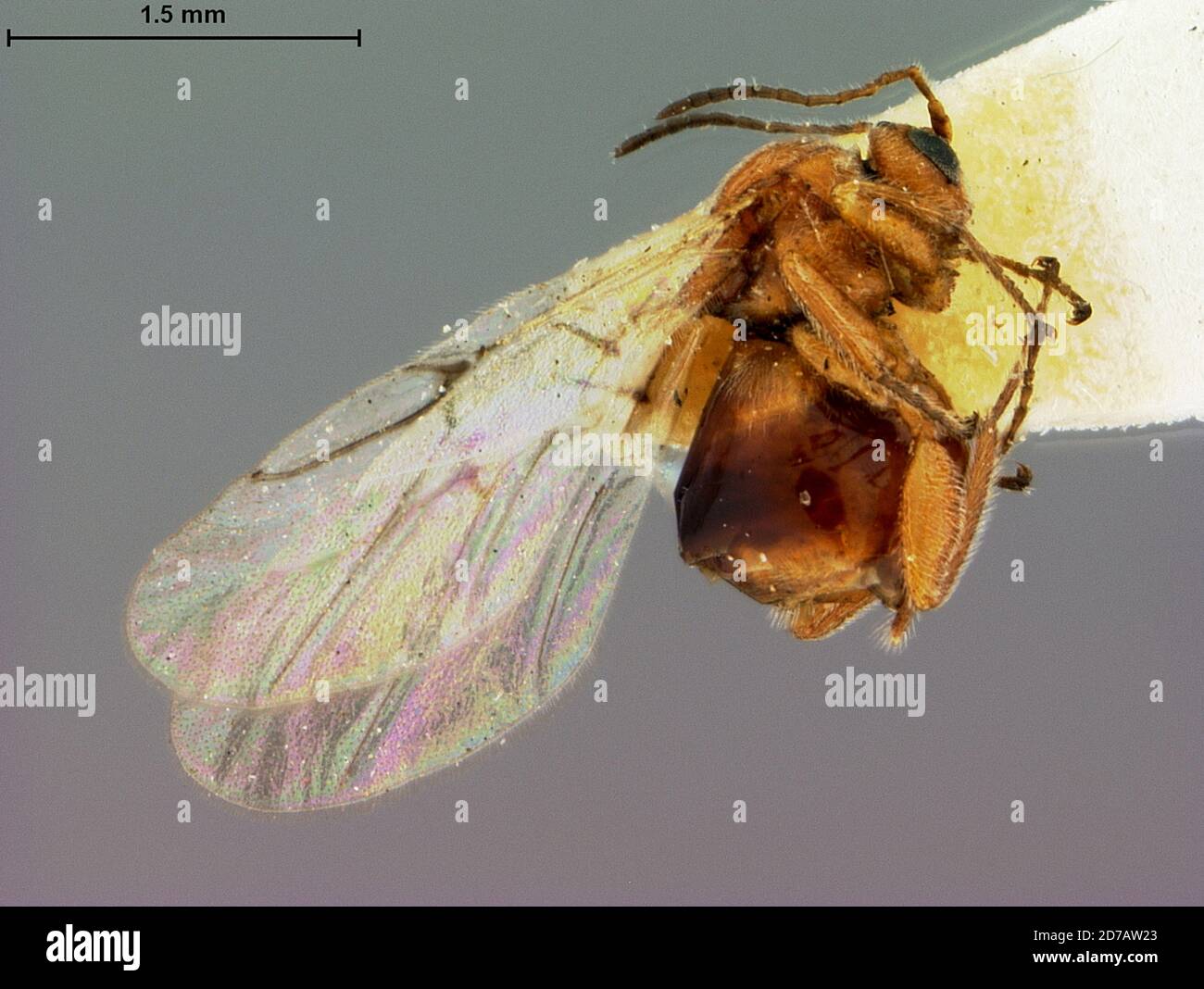 Magdalena, Socorro, New Mexico, United States, Disholcaspis ...