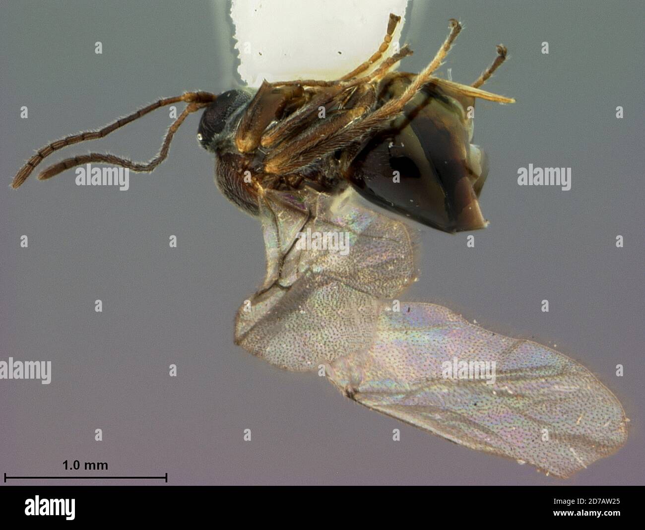 1952 animalia hi-res stock photography and images - Alamy