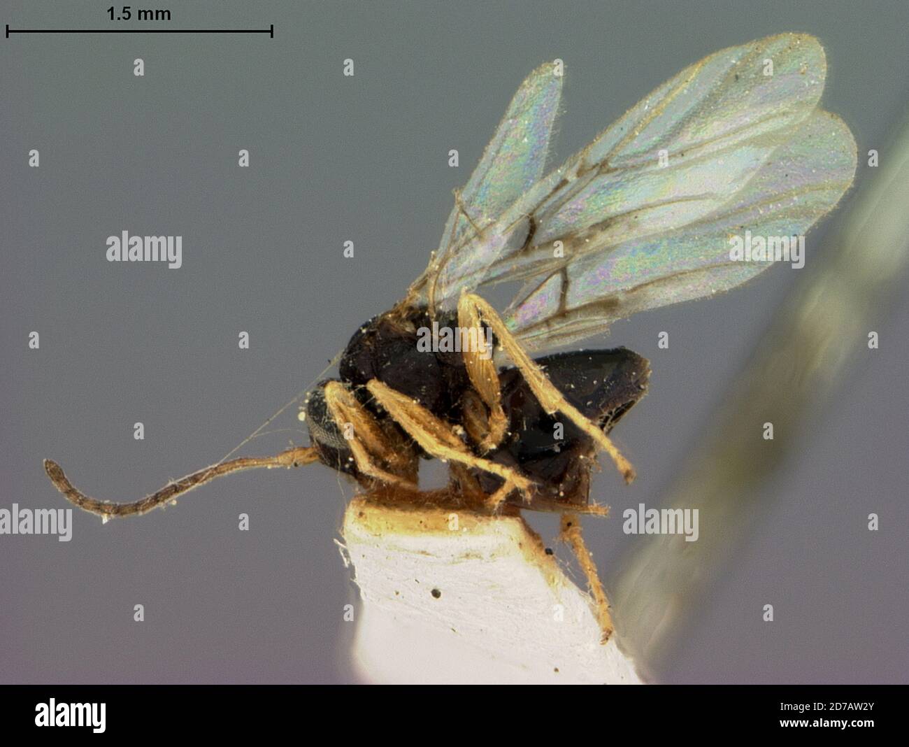Cynips quercus aquaticae ashmead hi-res stock photography and images ...