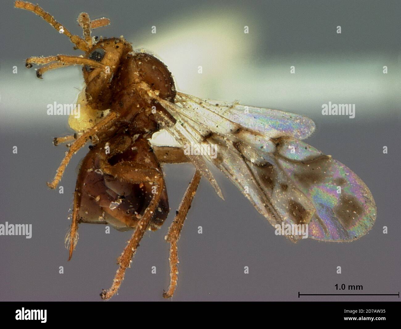 Arizona, United States, Dryophanta pulchripennis Ashmead, 1897 ...
