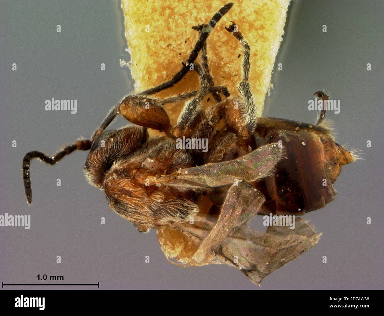 Sequoia National Park, Tulare, California, United States, Acraspis ...