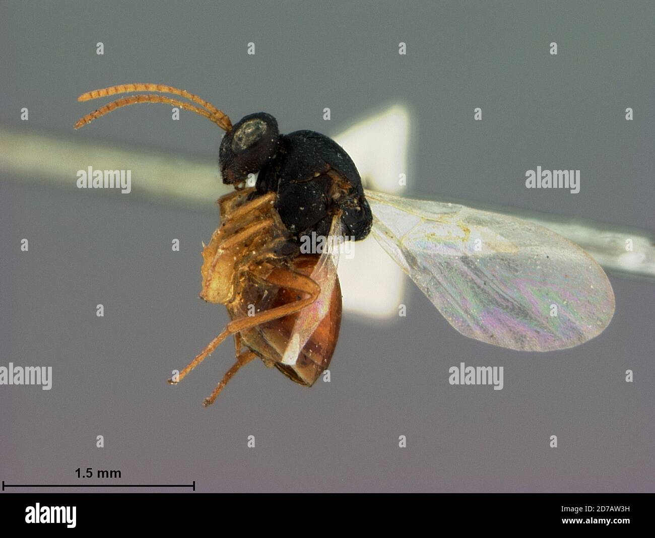 Cynips quercus capsuala ashmead hi-res stock photography and images - Alamy