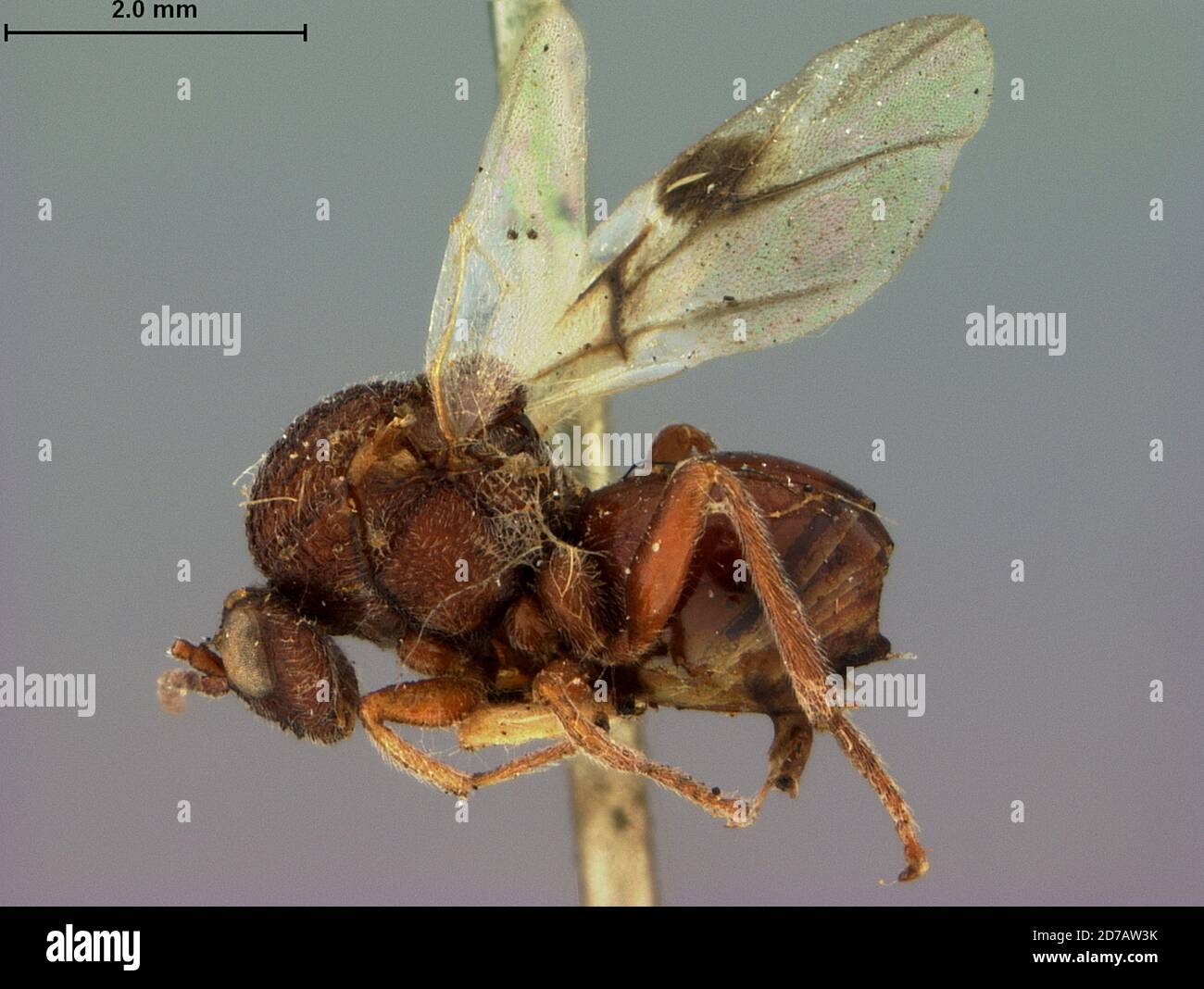 Cynips quercus citriformis ashmead hi-res stock photography and images ...