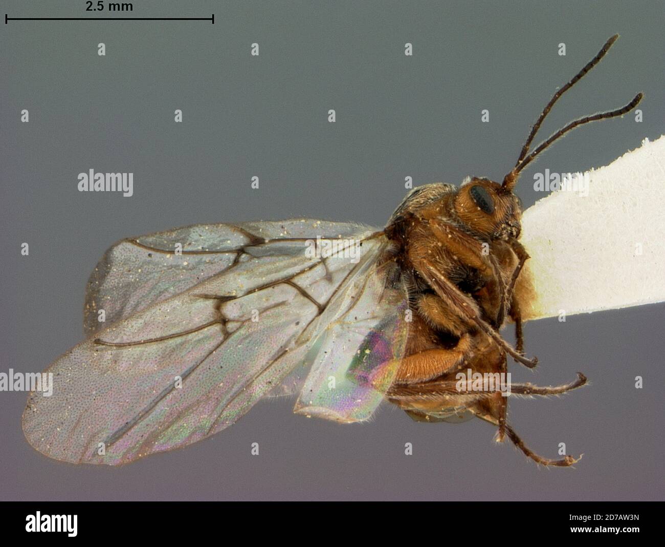 Pinned, Sequoia National Park, Tulare, California, United States ...