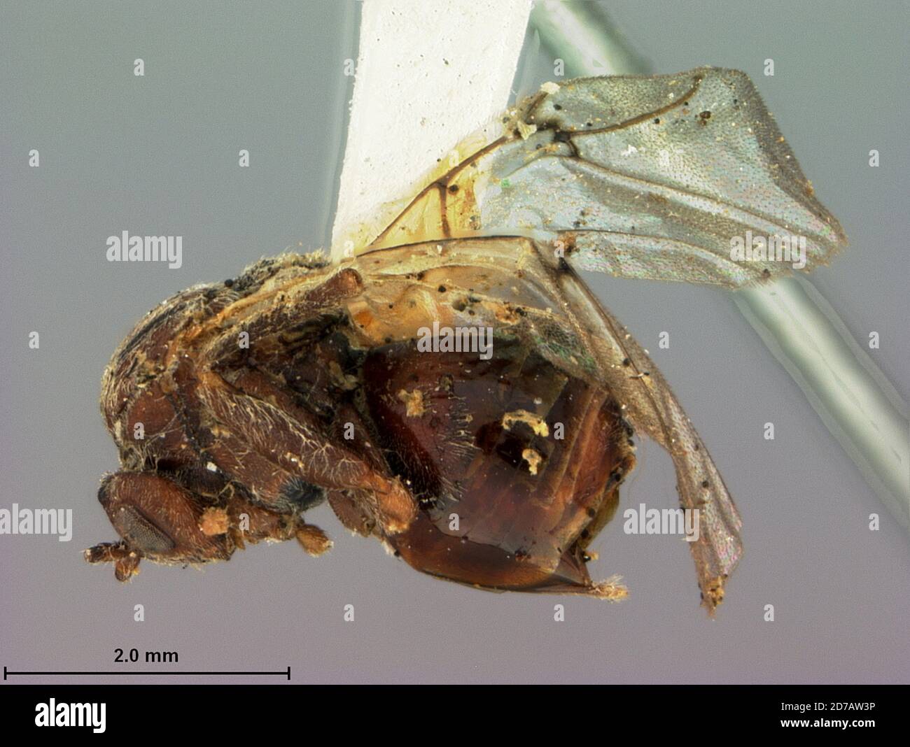 Jacksonville, Duval, Florida, United States, Cynips quercus omnivora ...