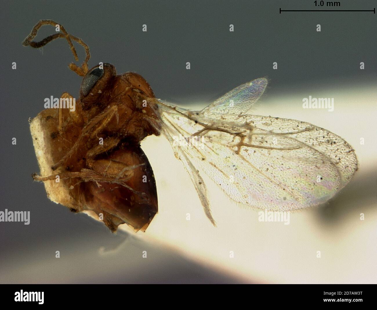 Cynips quercus lanigera ashmead hi-res stock photography and images - Alamy