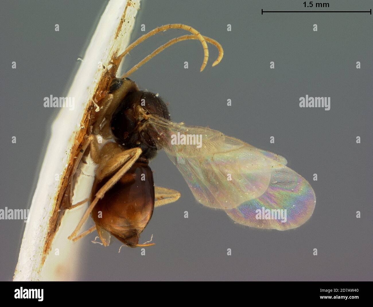 Cynips quercus lana fitch hi-res stock photography and images - Alamy