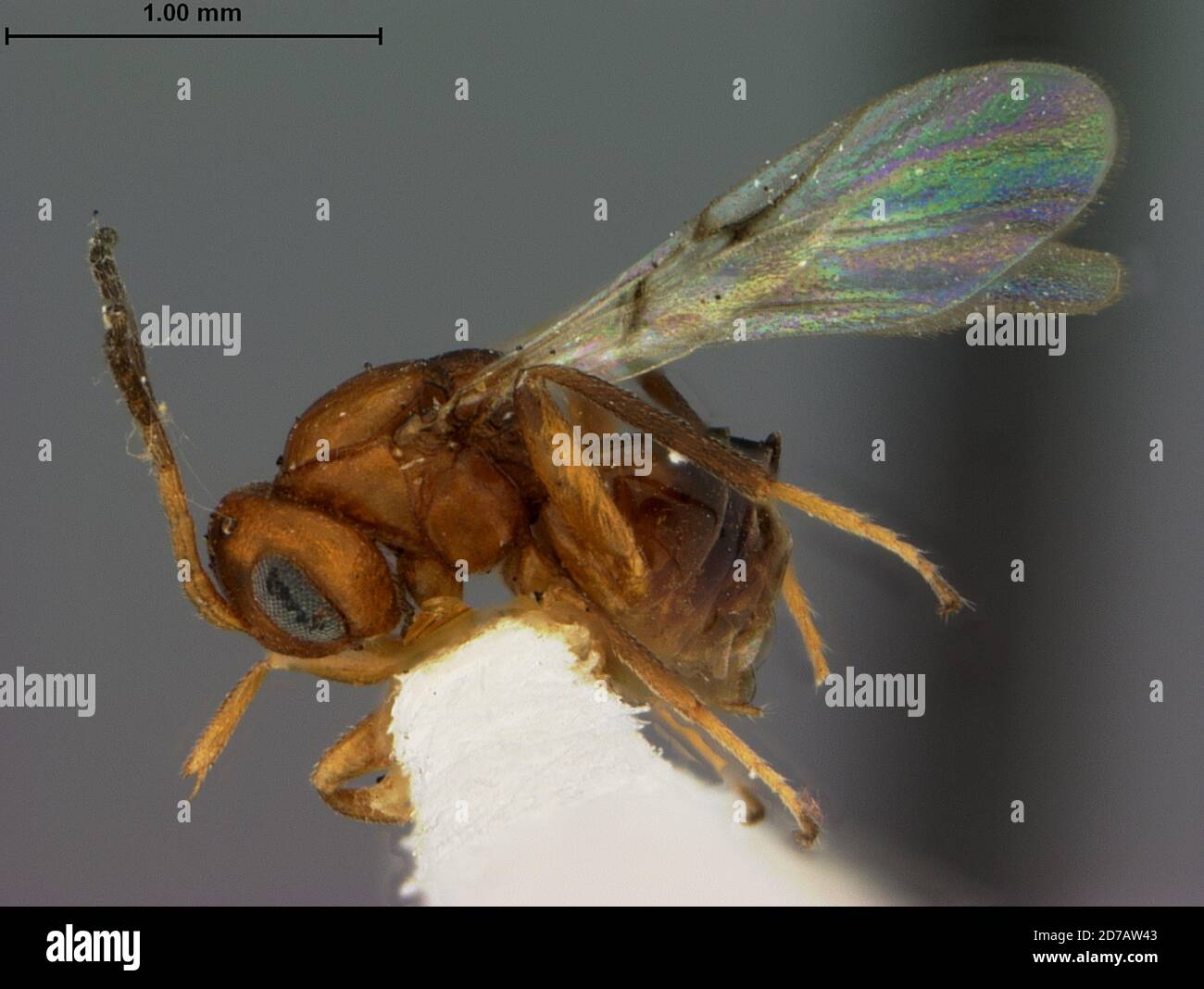 Cynips quercus mammula bassett hi-res stock photography and images - Alamy