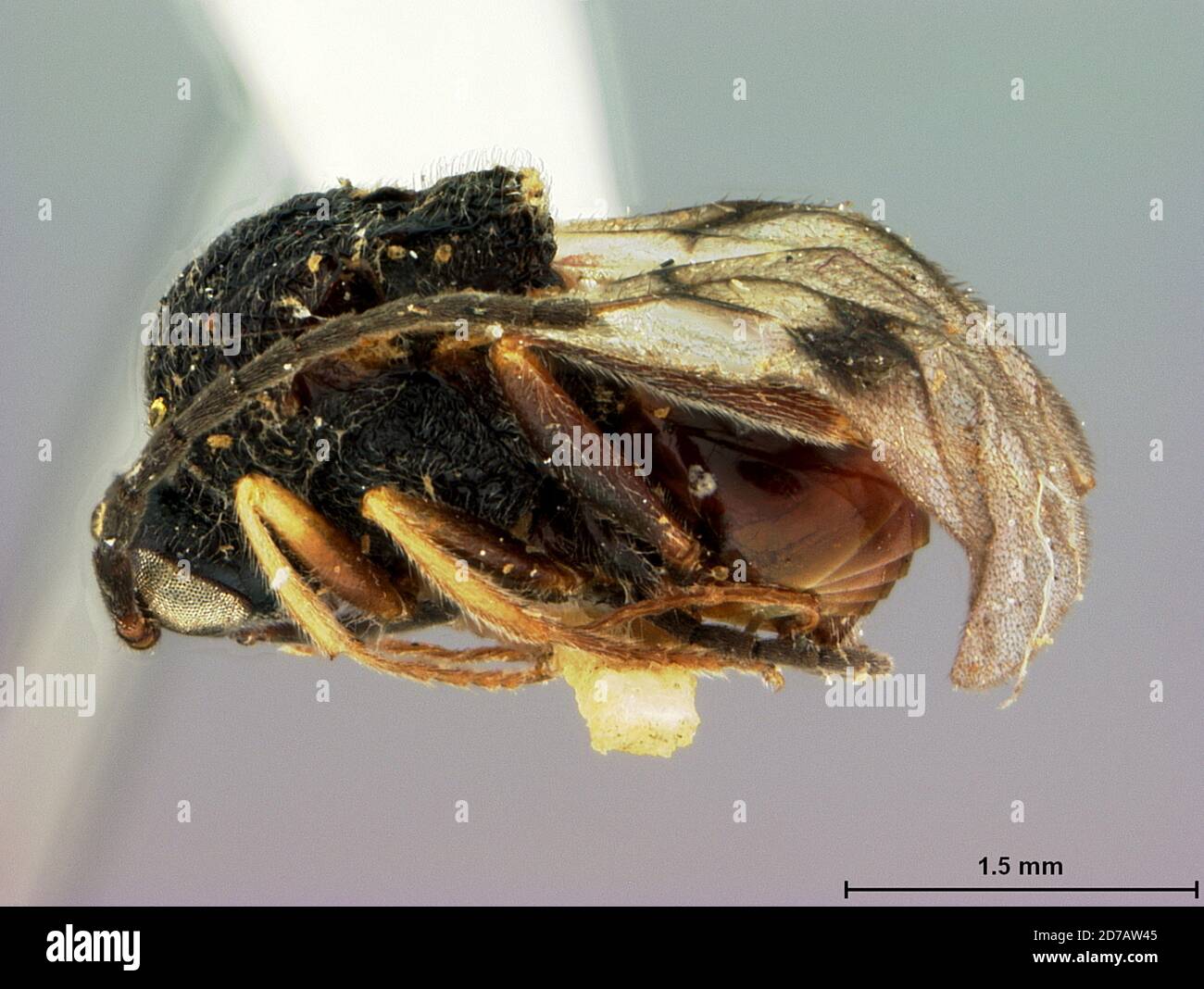 Cynips quercus fuliginosa ashmead hi-res stock photography and images ...