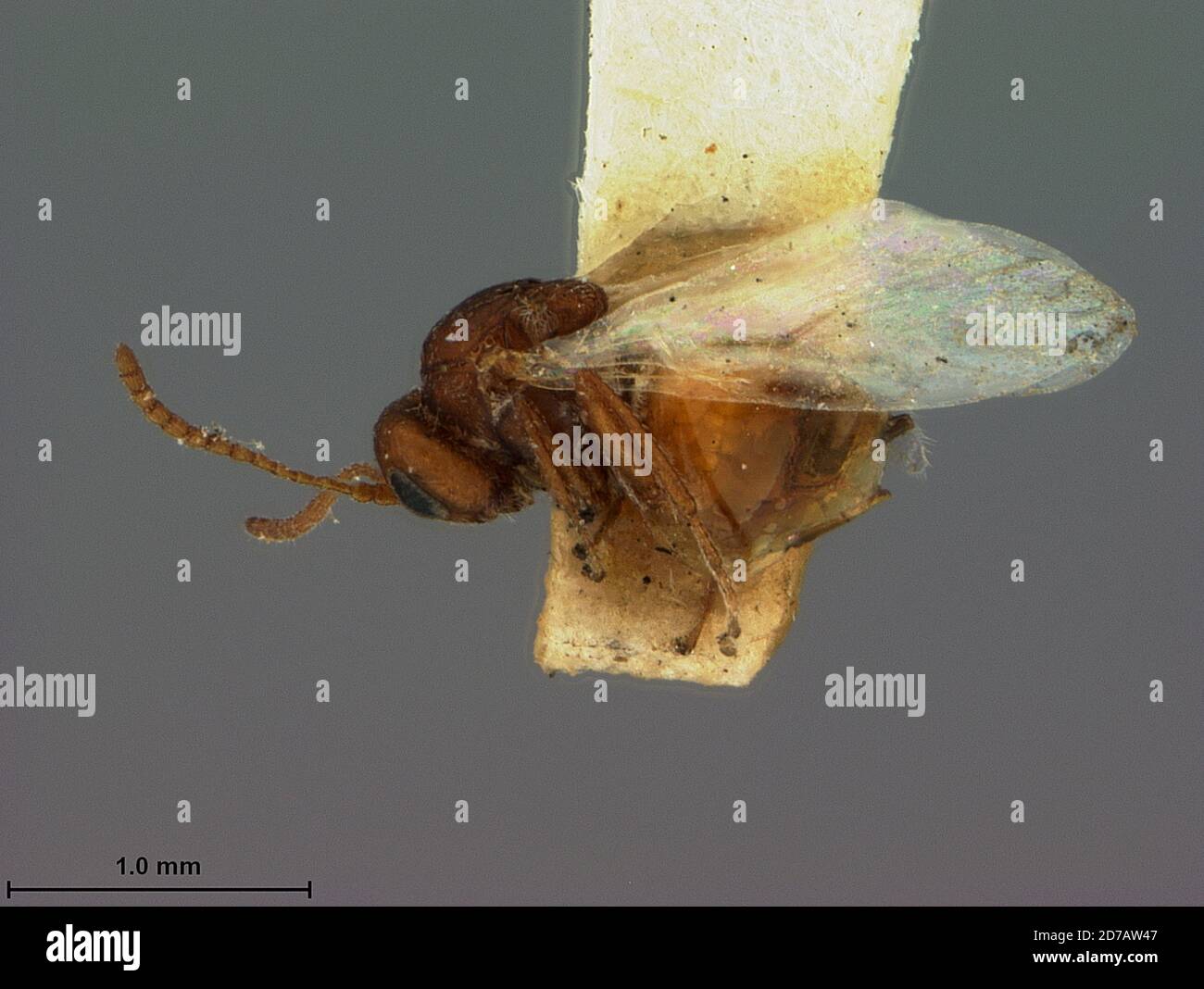 Pinned, Jacksonville, Duval, Florida, United States, Cynips quercus ...