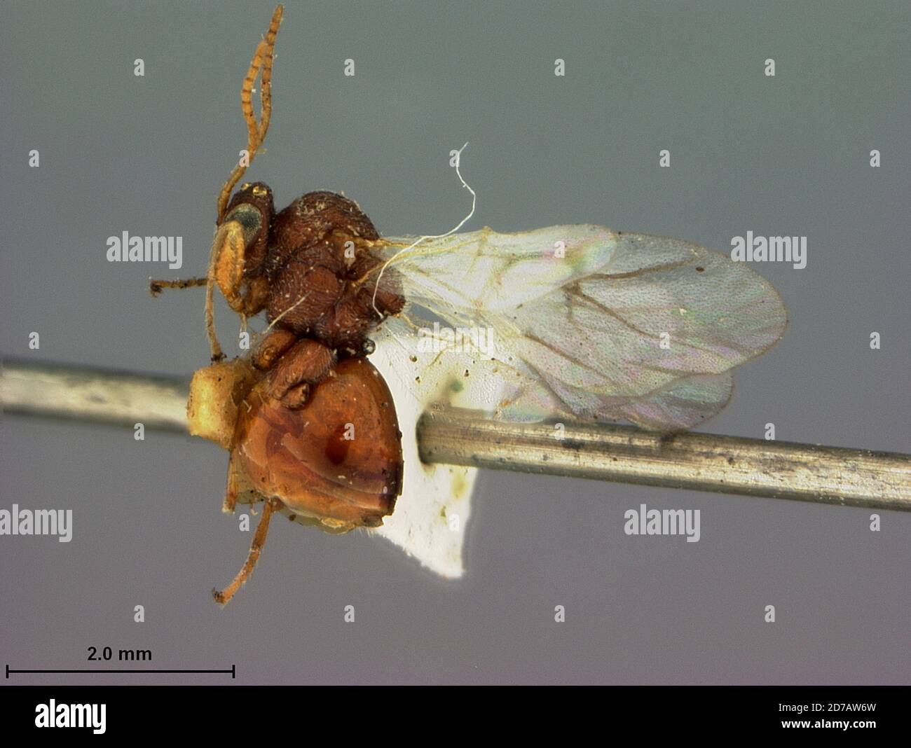 Pinned, Jacksonville, Duval, Florida, United States, Cynips quercus ...