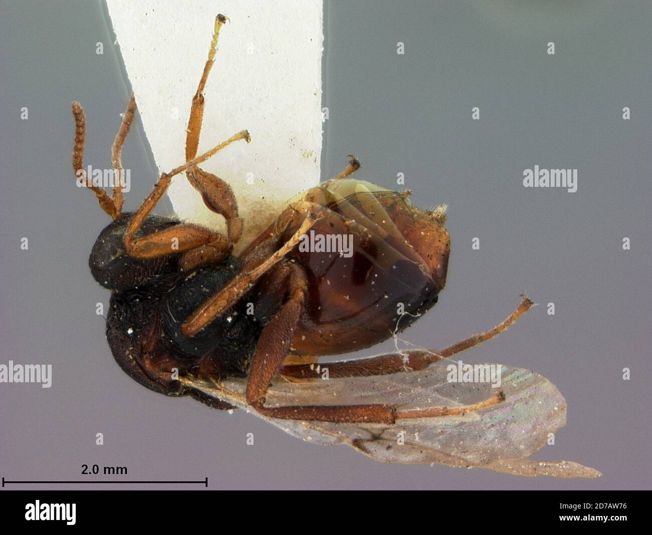 Millers, Indiana, United States, Callirhytis rubida Weld, 1921 ...