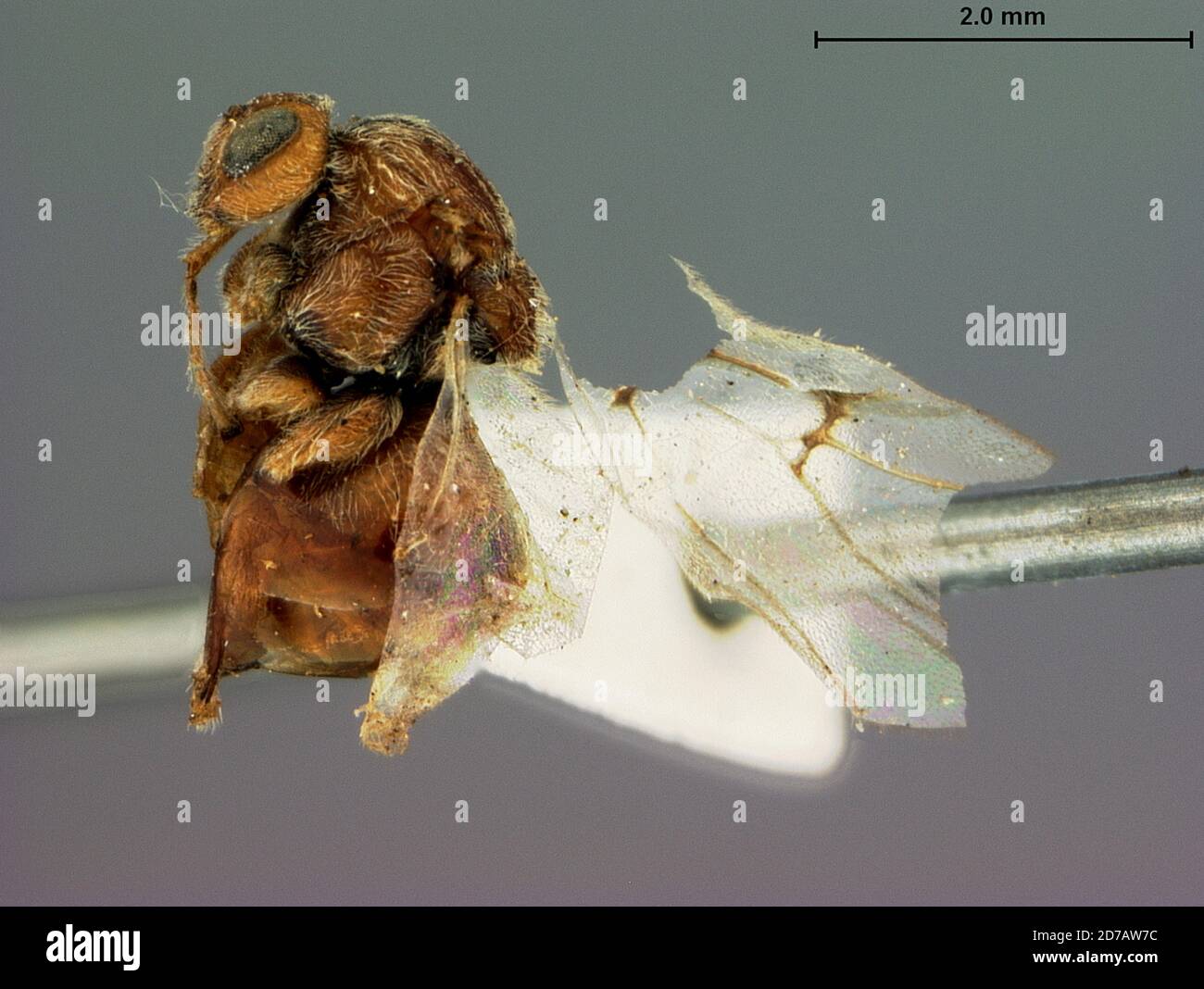 Pinned, Jacksonville, Duval, Florida, United States, Cynips quercus ...