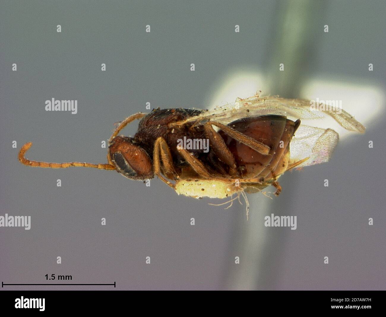 Jacksonville, Duval, Florida, United States, Callirhytis quinqueseptum ...