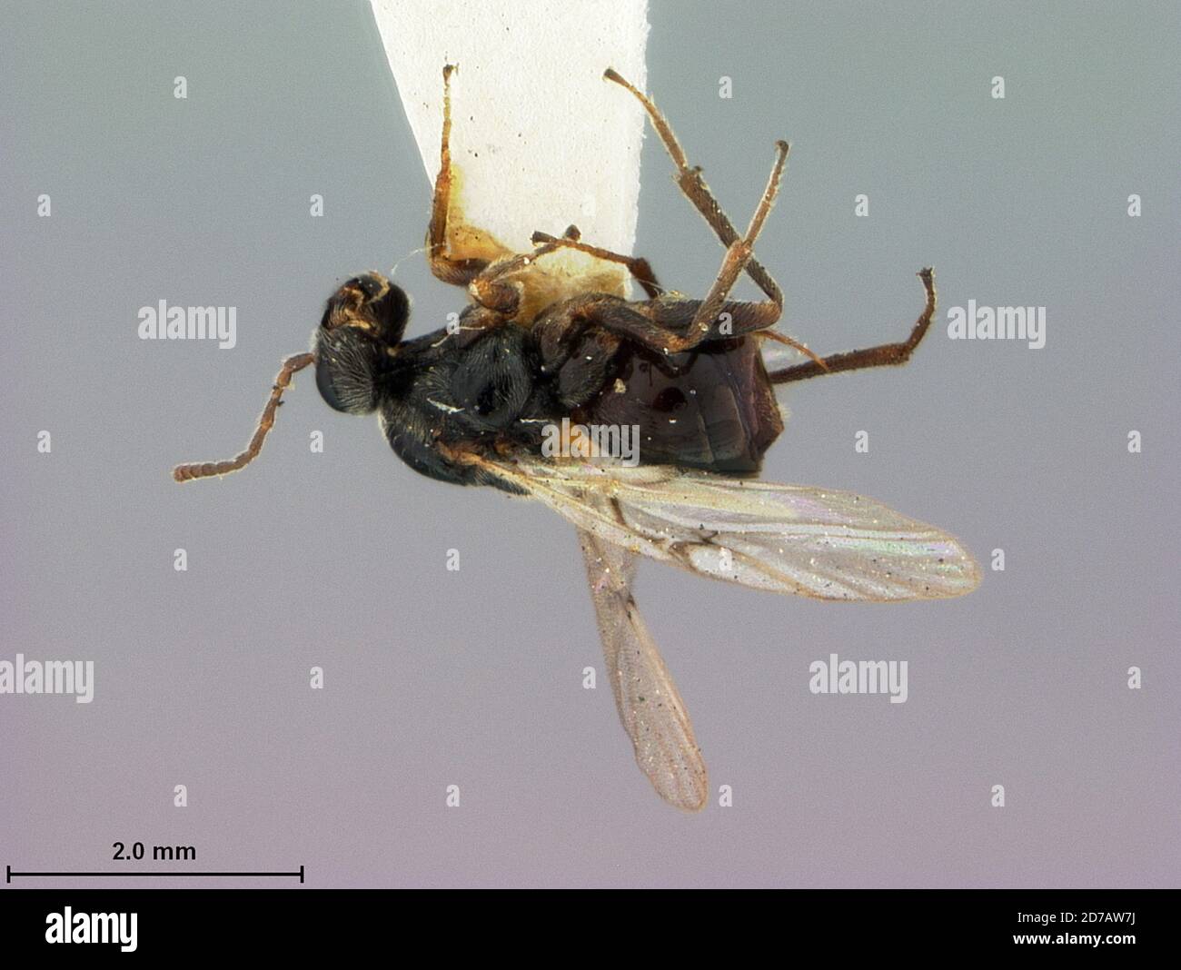 Hoxie, Lawrence, Arkansas, United States, Andricus rugatus Weld, 1926 ...