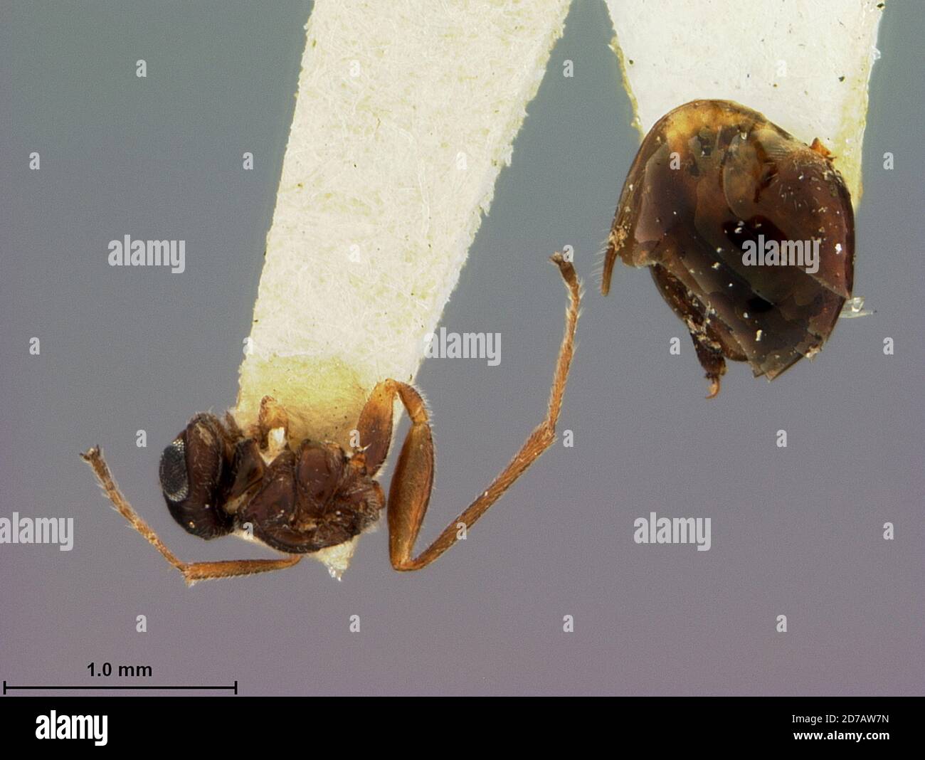 Michigan, United States, Biorhiza rubinus Gillette, 1888, Animalia ...