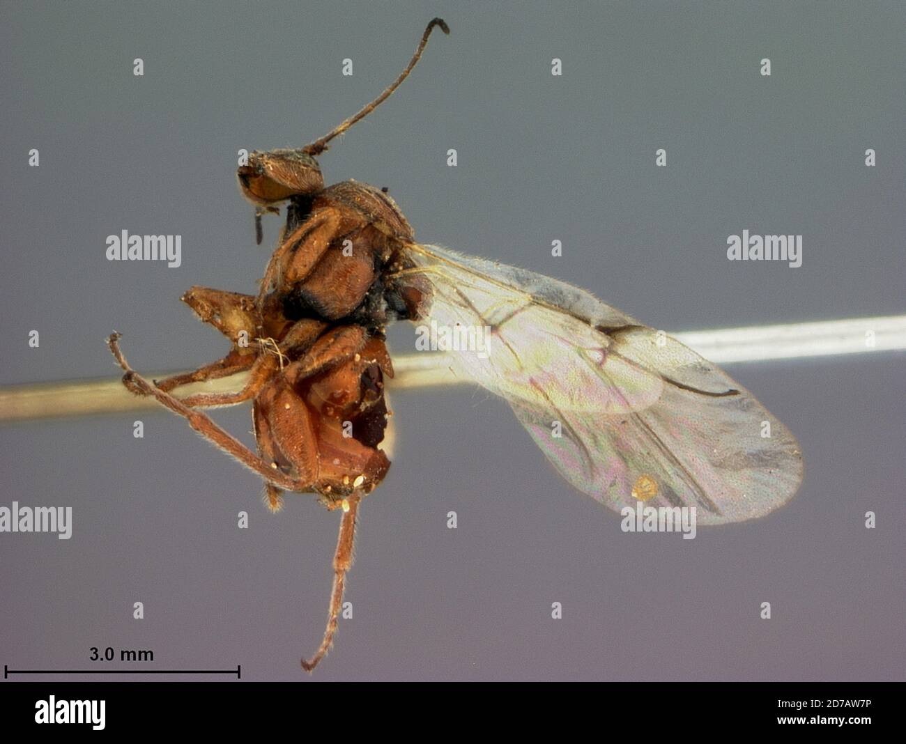 Manitou Springs, El Paso, Colorado, United States, Holcaspis rubens ...