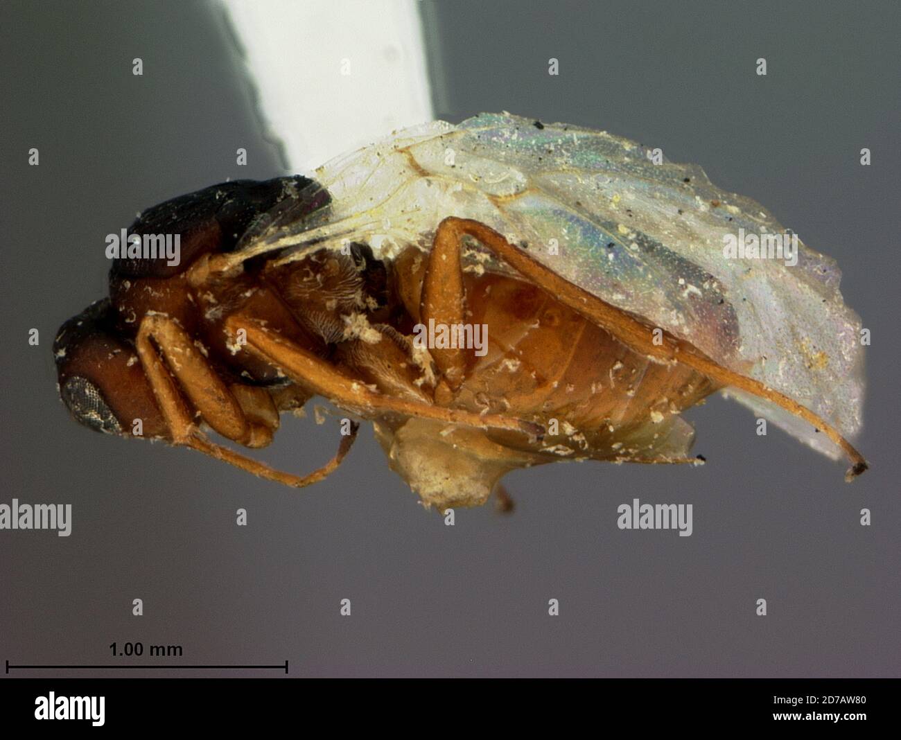 Illinois, United States, Antistrophus rufus Gillette, 1891, Animalia ...