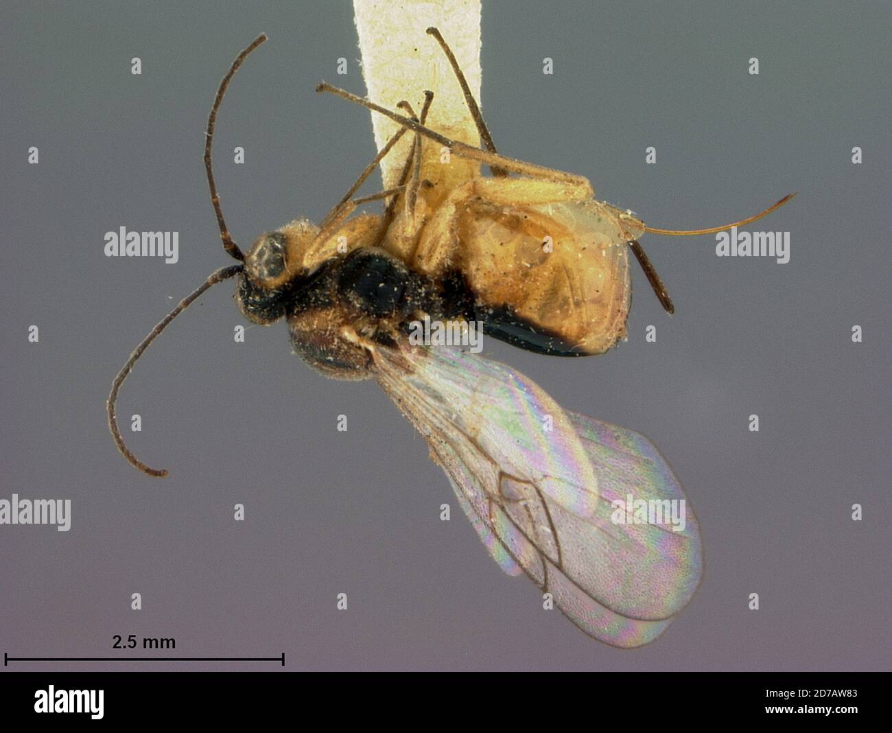 Manitou Springs, El Paso, Colorado, United States, Synergus similis ...