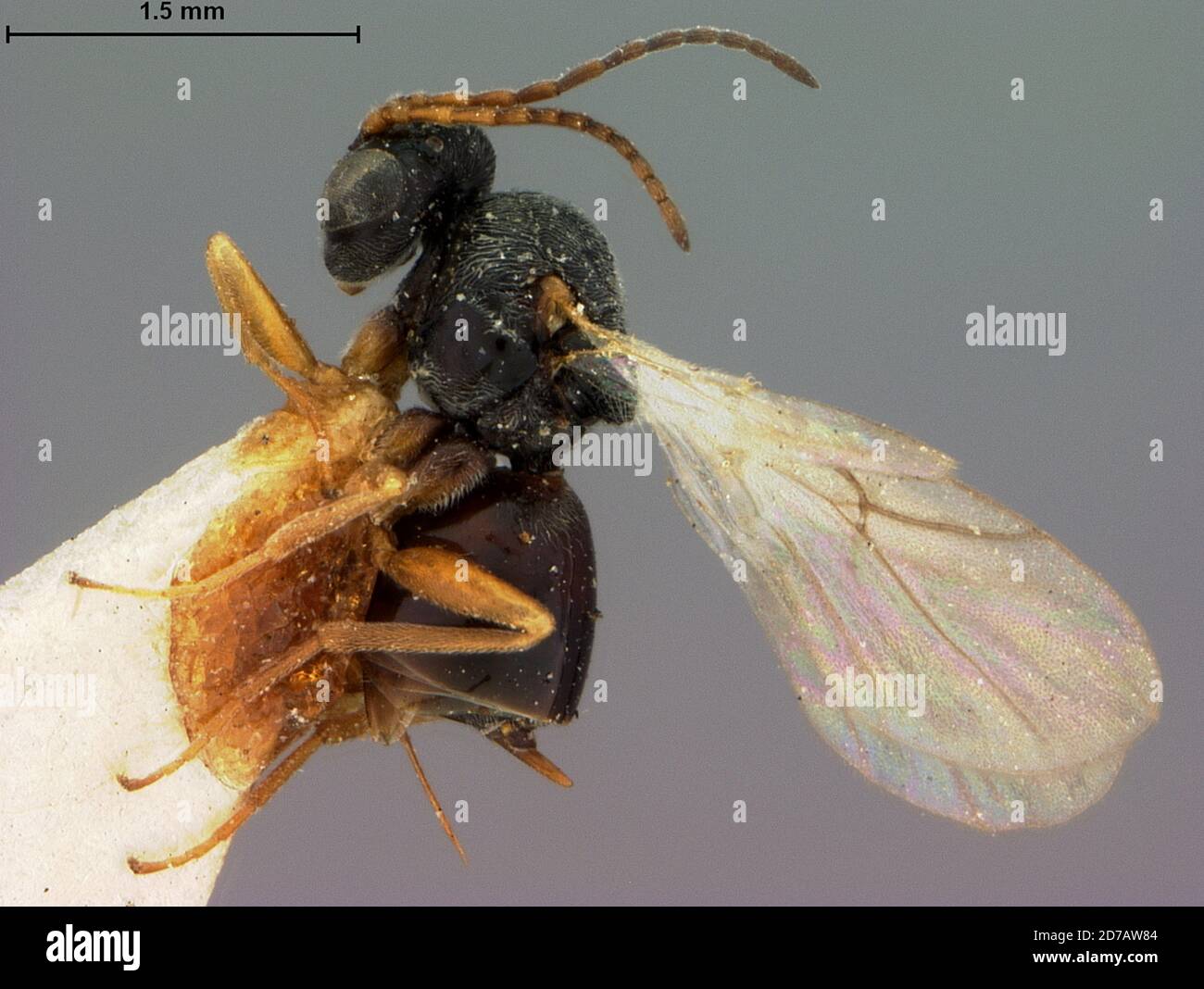 United States, Periclistus smilacis Ashmead, 1896, Animalia, Arthropoda ...