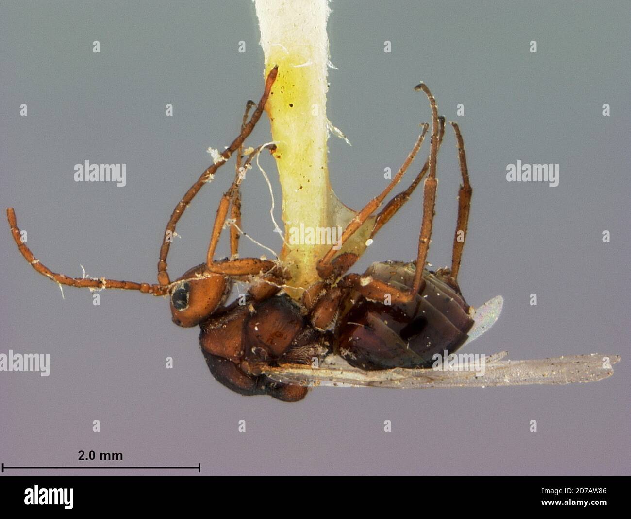United States, Asclepiadiphila stephanotidis Ashmead, 1897, Animalia ...