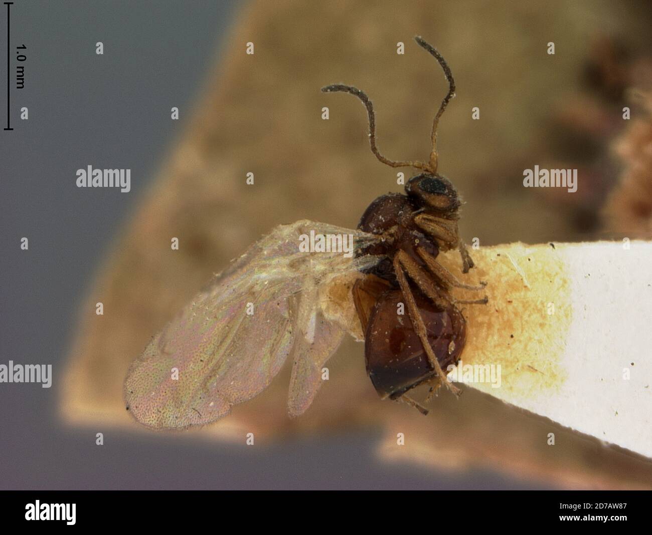 above the Cedar Creek checking station on the Giant Forest Road ...
