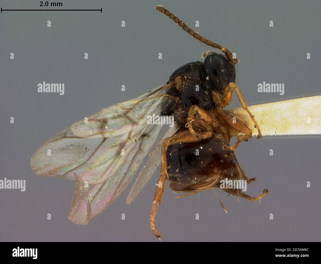 Chicago, Cook, Illinois, United States, Diastrophus smilacis Ashmead ...