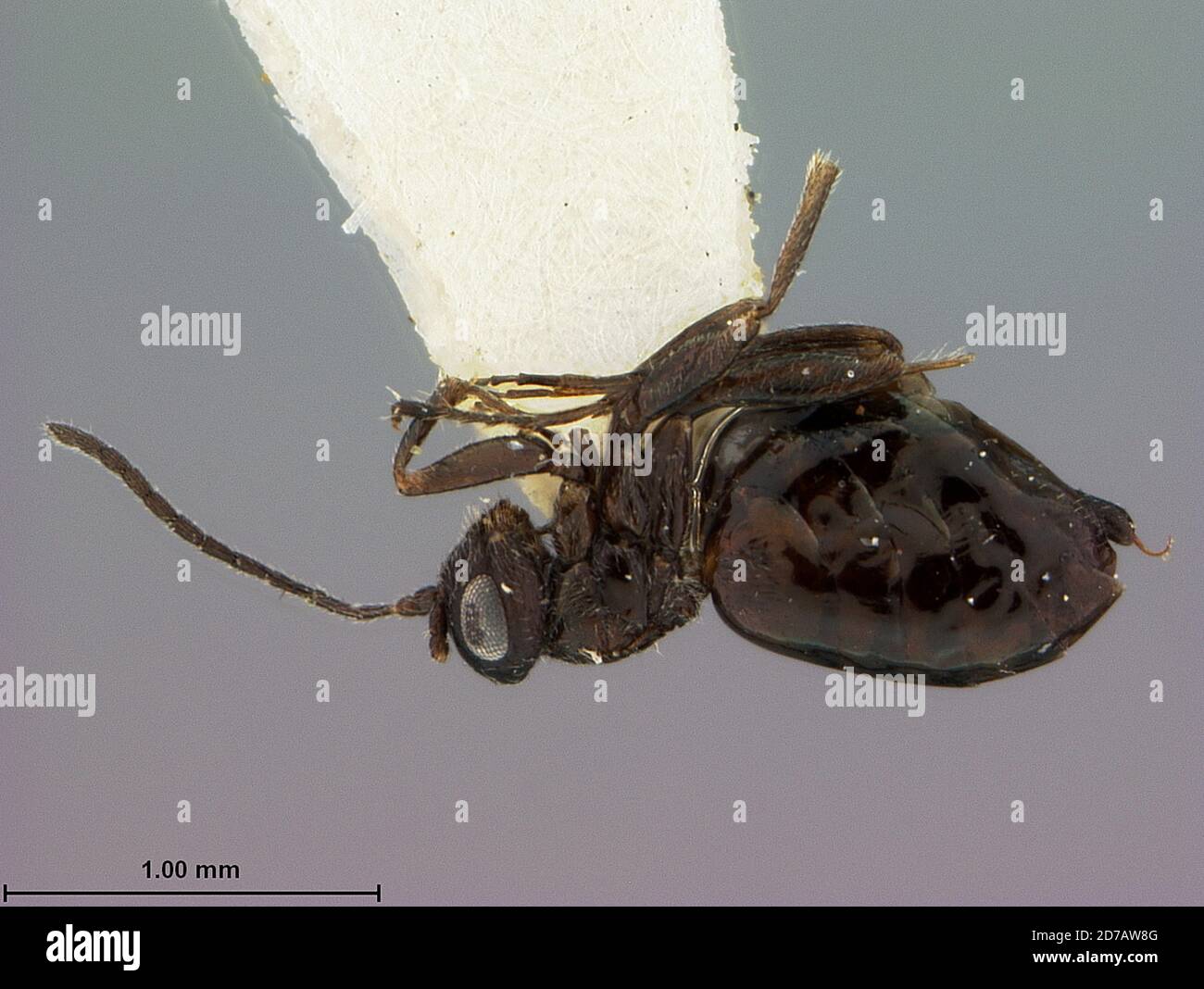 Phylloteras sigma weld hi-res stock photography and images - Alamy