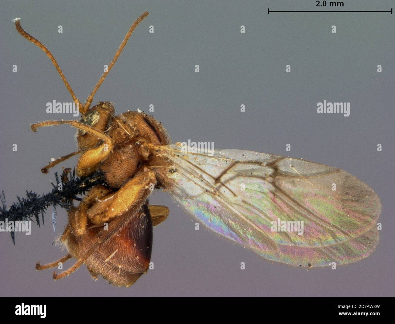 Cynips sulcatus ashmead hi-res stock photography and images - Alamy