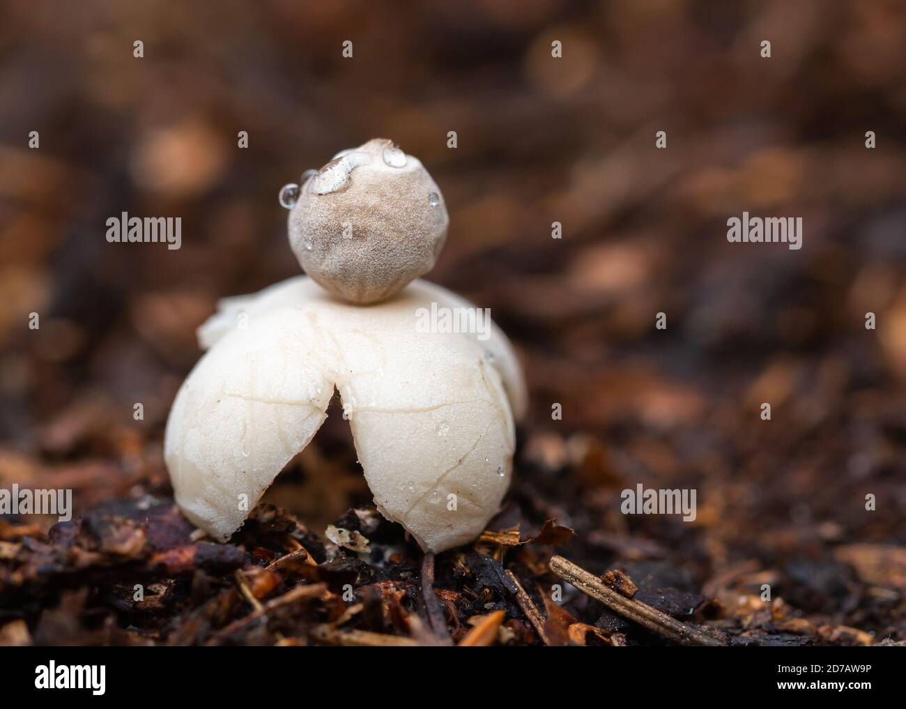 Four footed hi-res stock photography and images - Alamy