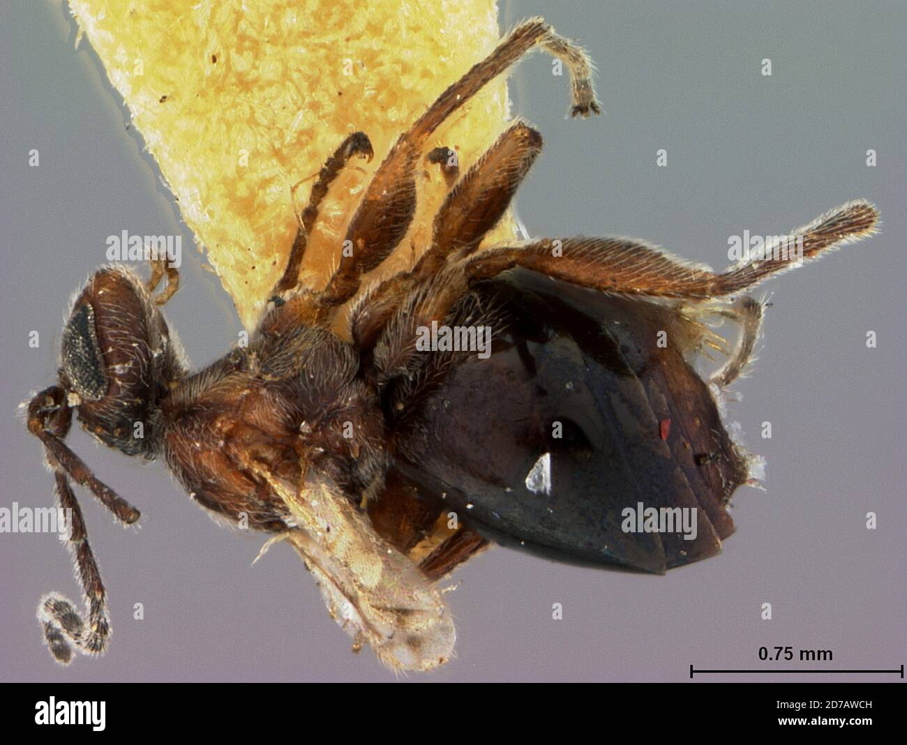 above the Cedar Creek checking station on the Giant Forest Road ...