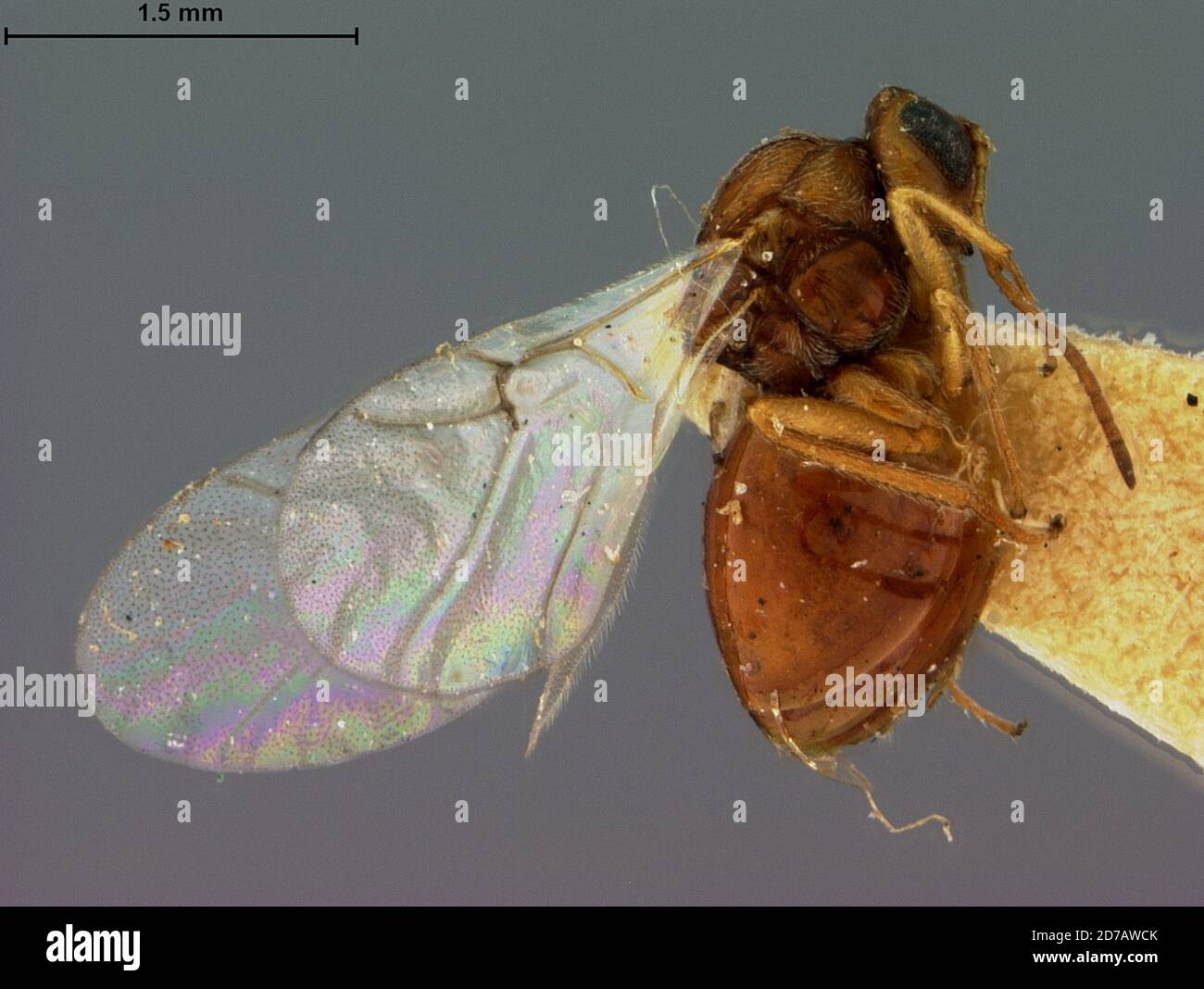 Patagonia, Santa Cruz, Arizona, United States, Andricus toumeyi Weld ...