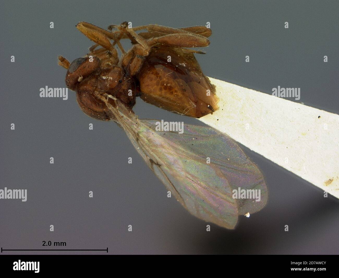 Truckee, Nevada, California, United States, Callirhytis vaccinifoliae ...