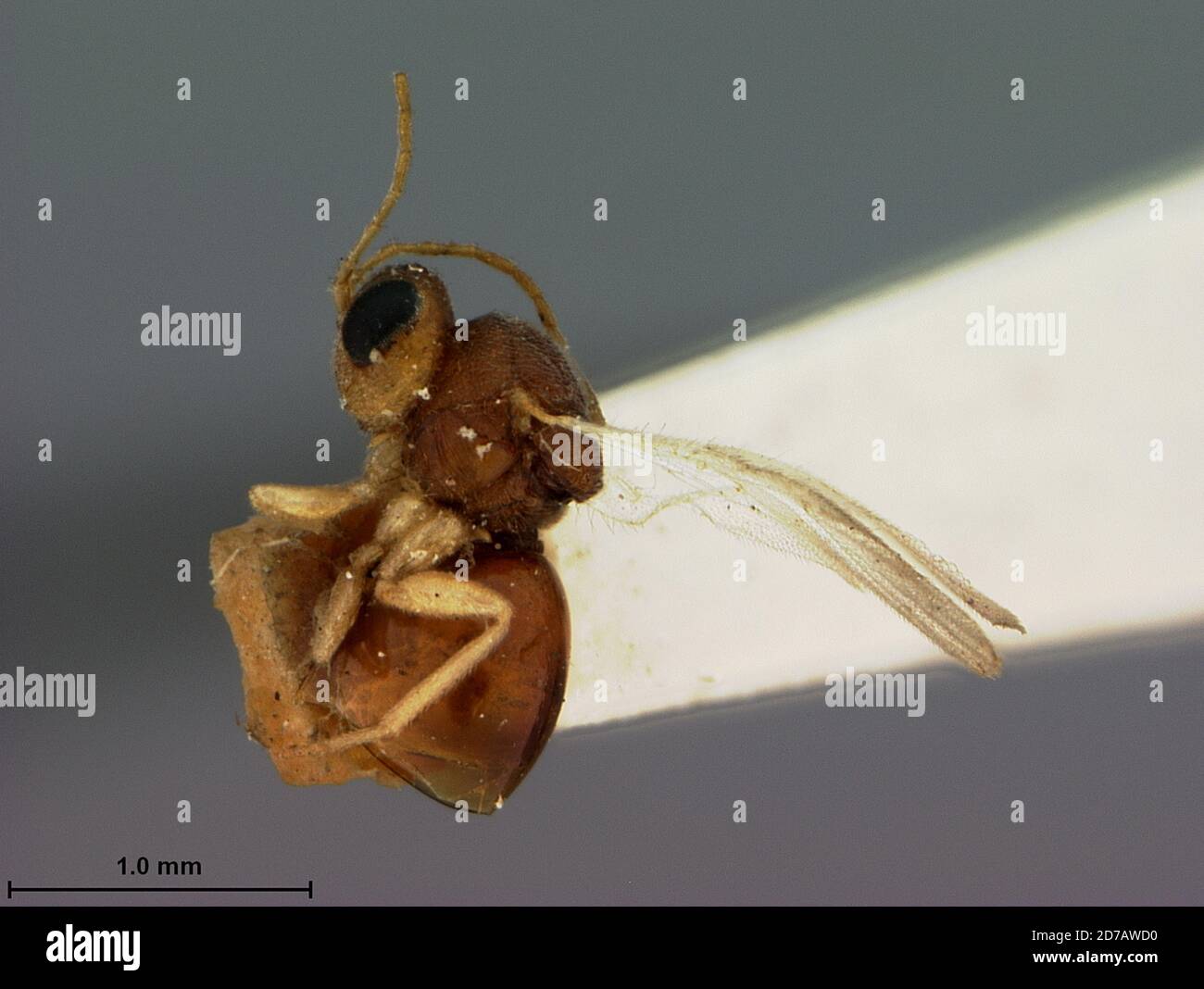 1885 animalia hi-res stock photography and images - Alamy