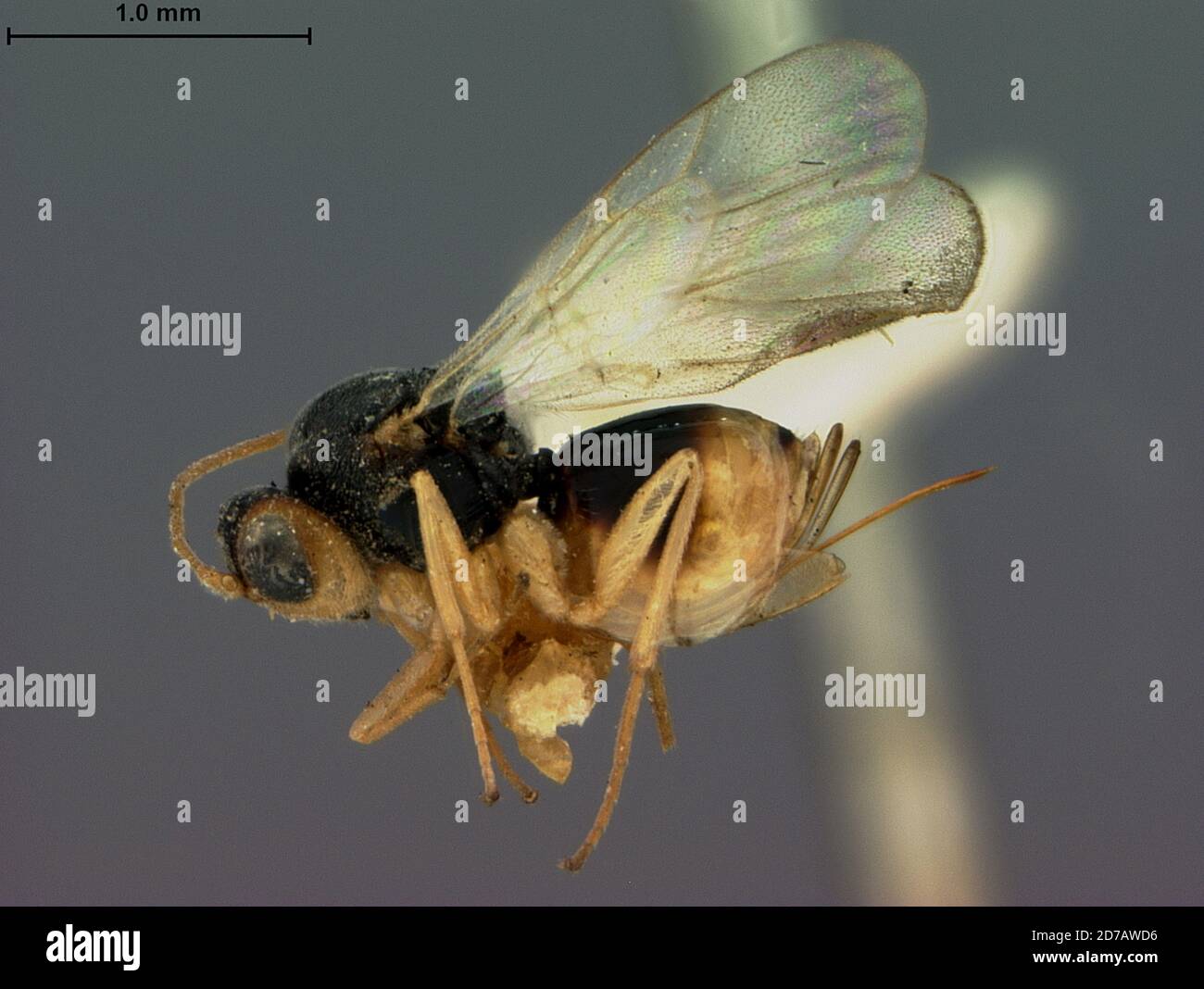 Synergus villosus gillette hi-res stock photography and images - Alamy