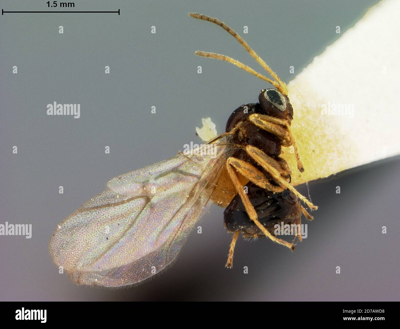 Lakeport, Lake, California, United States, Callirhytis uvellae Weld ...