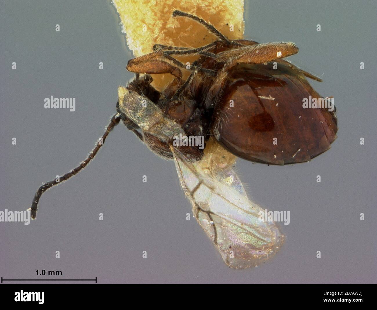 above the Cedar Creek checking station on the Giant Forest Road ...