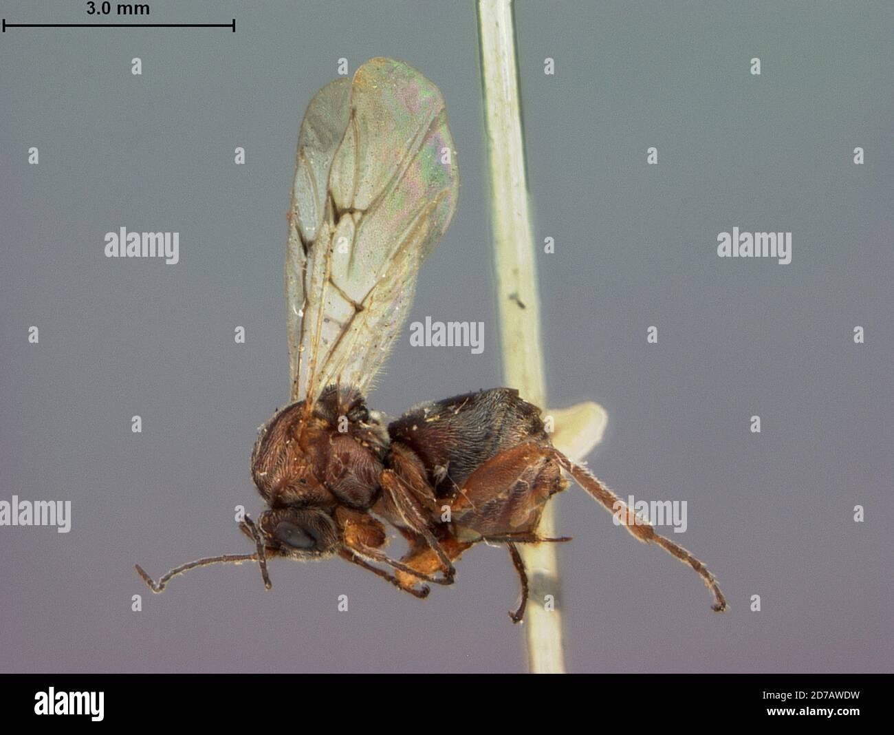 Washington, United States, Cynips washingtonensis Gillette, 1894 ...