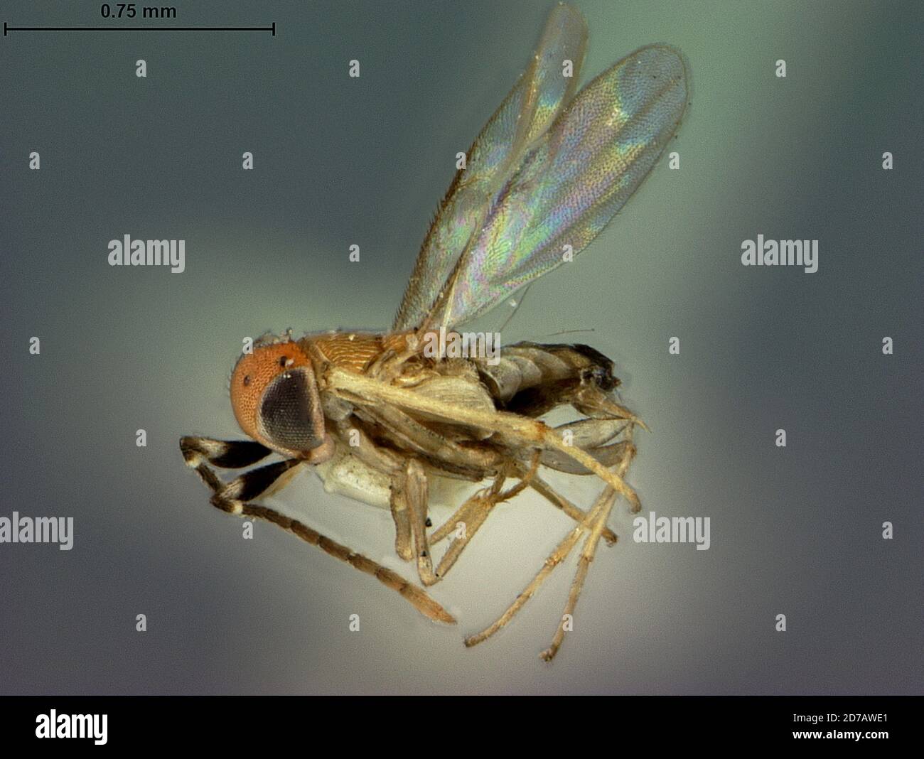 Manila, Rizal, Philippines, Aphycus albiclavatus Ashmead, 1905 ...