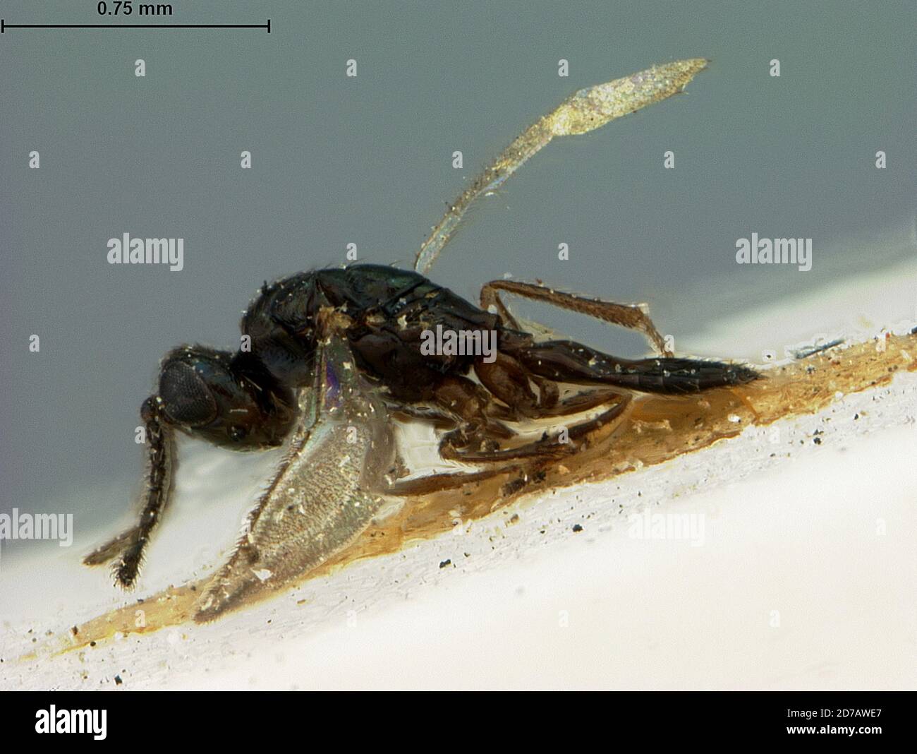 Miscogastrinae hi-res stock photography and images - Alamy