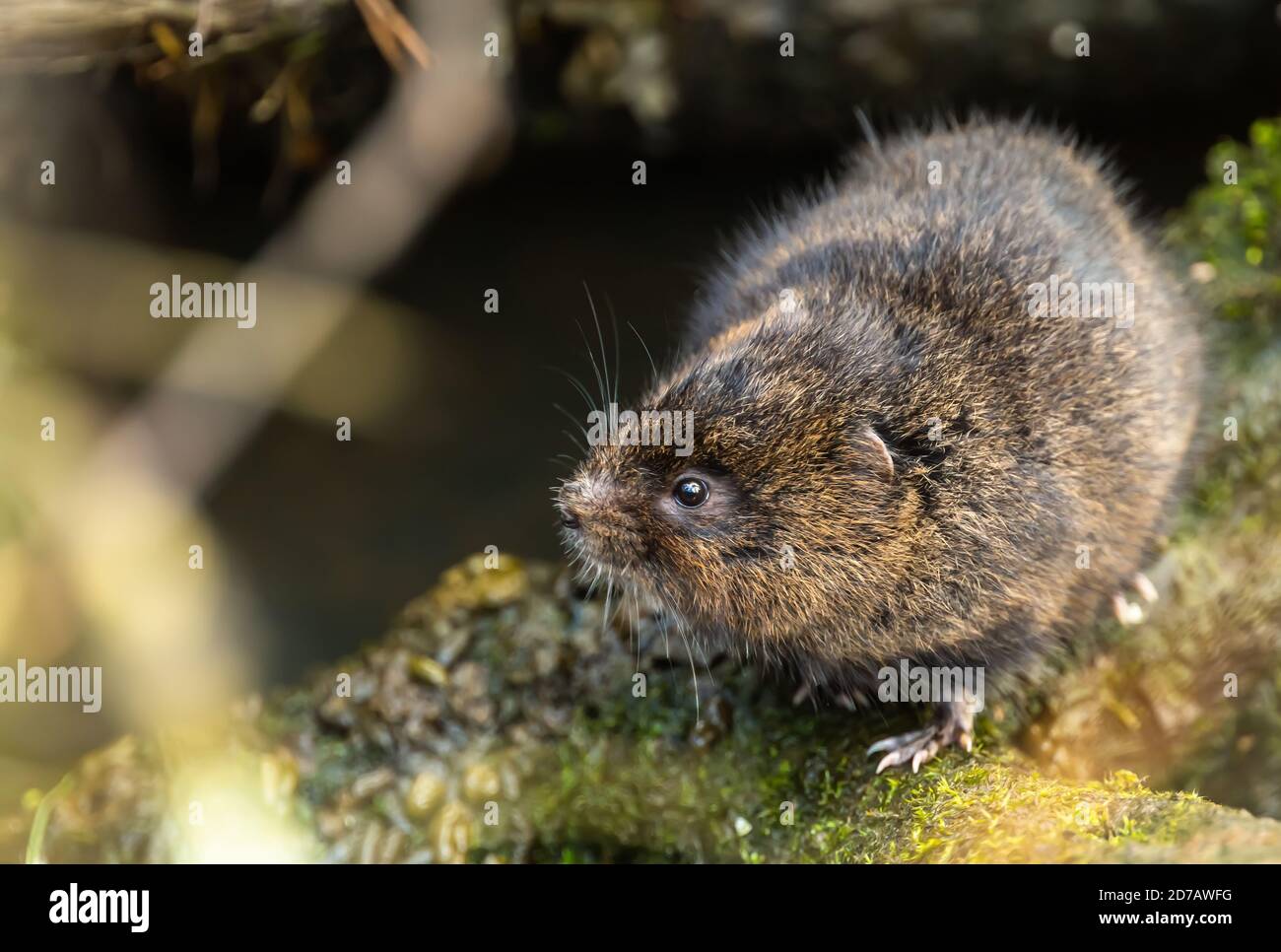 European water vole Stock Photo - Alamy