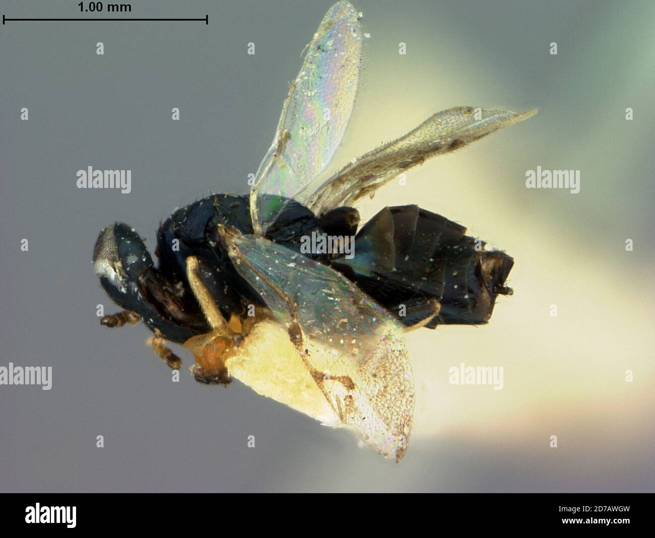 Stigmatocrepis americana ashmead hi-res stock photography and images ...